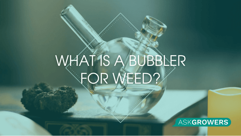 What is a Bubbler for Weed? | AskGrowers