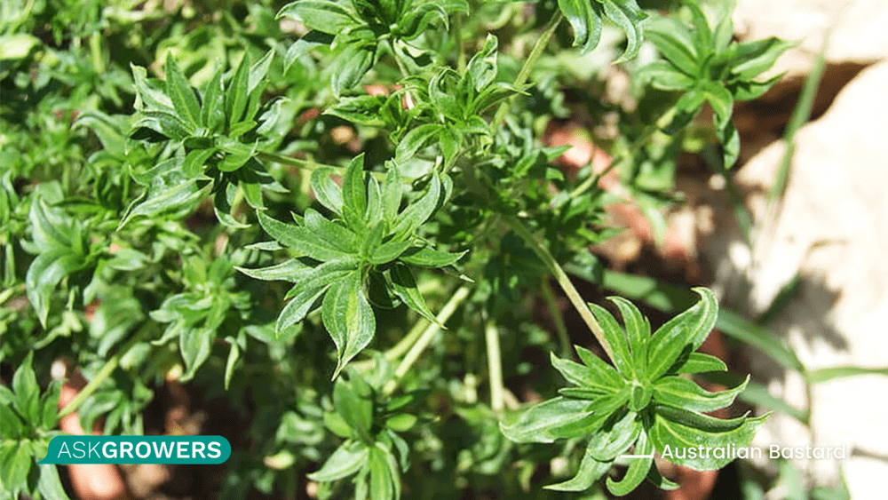 Weed Plant Mutations: A Full Guide to the Most Common Ones | AskGrowers